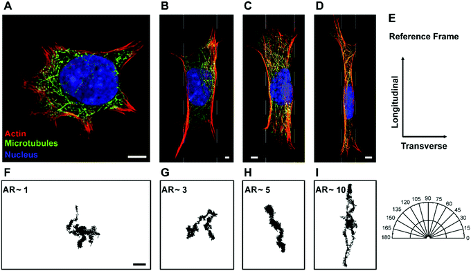 Anisotropic mechanics and dynamics of a living mammalian cytoplasm ...