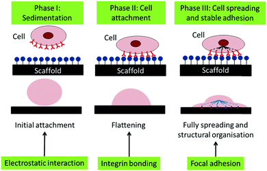 Mechanically robust cationic cellulose nanofibril 3D scaffolds with ...