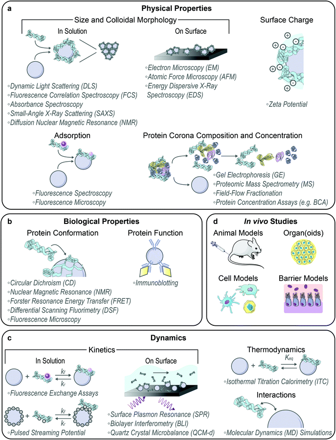 Engineering at the nano-bio interface: harnessing the protein corona ...