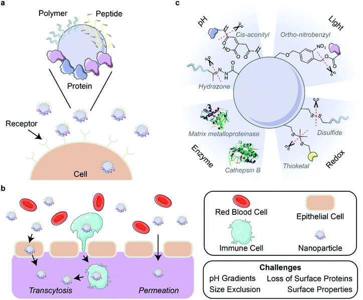 Engineering at the nano-bio interface: harnessing the protein corona ...