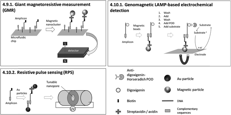 Loop-mediated isothermal amplification (LAMP) – review and ...