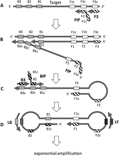 Loop-mediated isothermal amplification (LAMP) – review and ...