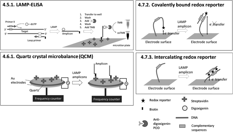 Loop-mediated isothermal amplification (LAMP) – review and ...