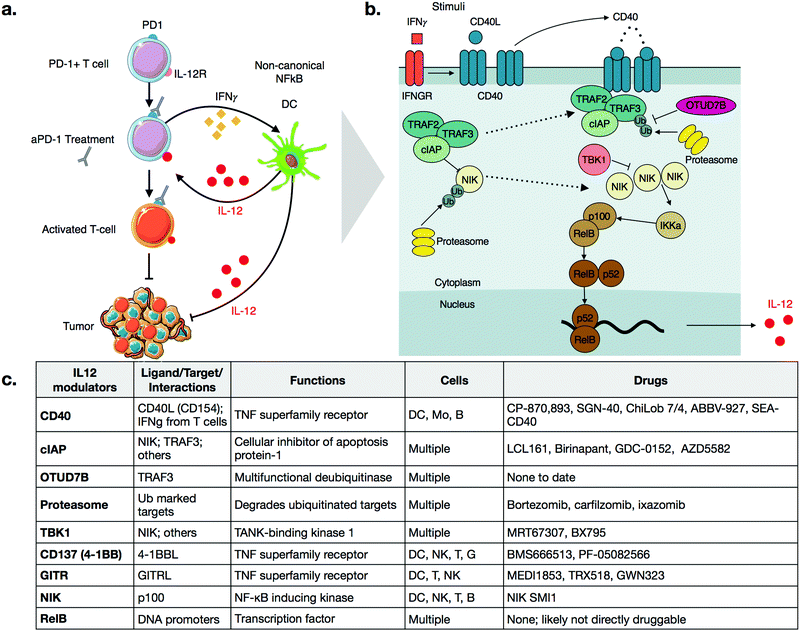 The chemical biology of IL-12 production via the non-canonical NFkB ...