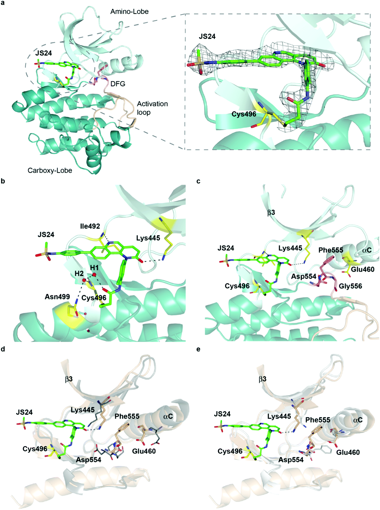 Structural and biophysical insights into the mode of covalent binding ...