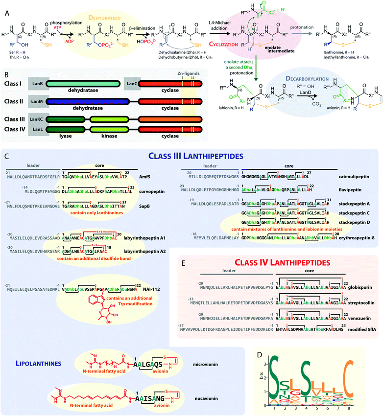 Matters of class: coming of age of class III and IV lanthipeptides ...