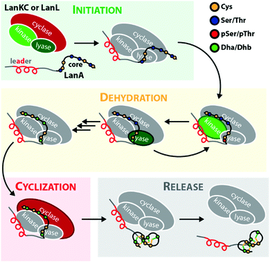Matters of class: coming of age of class III and IV lanthipeptides ...