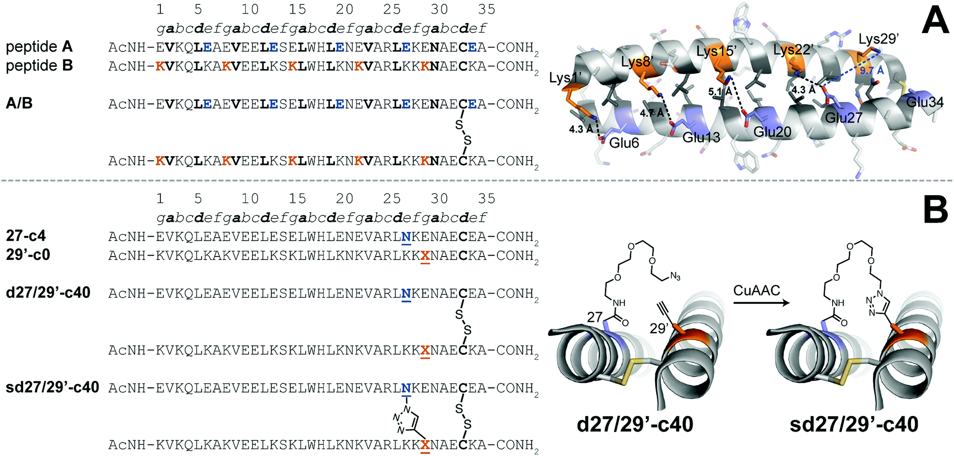 Long-range PEG stapling: macrocyclization for increased protein ...