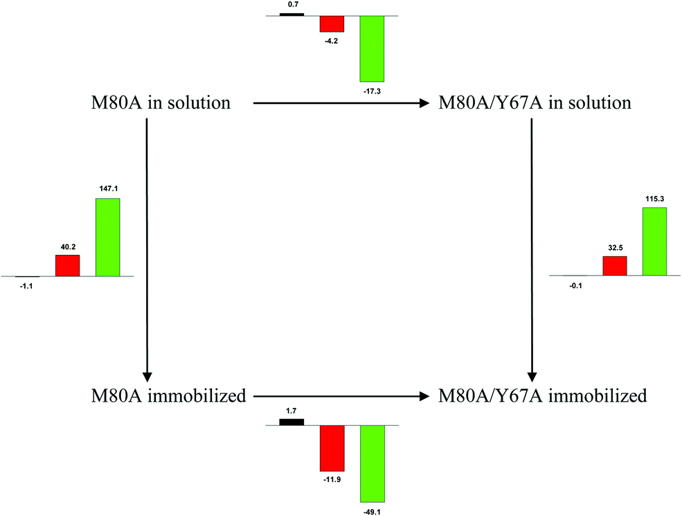 Met80 and Tyr67 affect the chemical unfolding of yeast cytochrome c ...