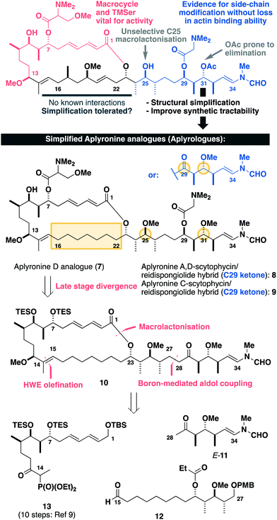 Total synthesis and biological evaluation of simplified aplyronine ...