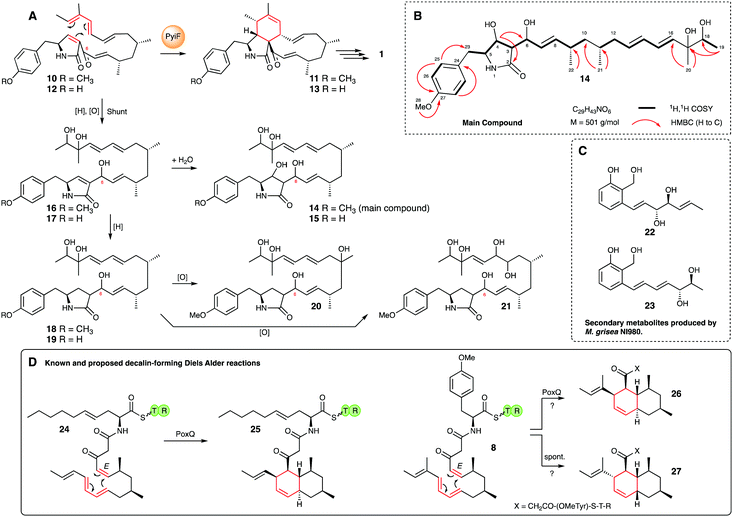 Evidence for enzyme catalysed intramolecular [4+2] Diels–Alder ...