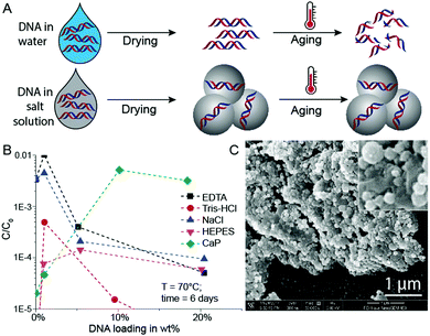 Stabilizing synthetic DNA for long-term data storage with earth ...