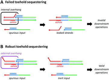 Conformational enhancement of fidelity in toehold-sequestered DNA ...