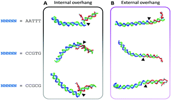 Conformational enhancement of fidelity in toehold-sequestered DNA ...