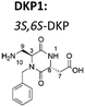 Cell-penetrating peptides containing 2,5-diketopiperazine (DKP ...