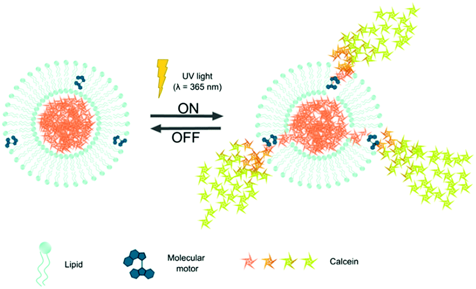 Light-induced molecular rotation triggers on-demand release from ...