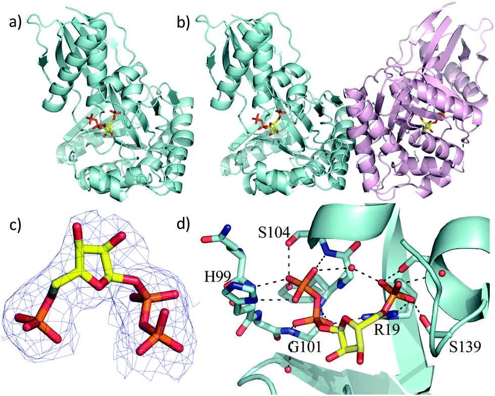 Uncovering the chemistry of C–C bond formation in C -nucleoside ...