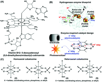 The odyssey of cobaloximes for catalytic H 2 production and their ...