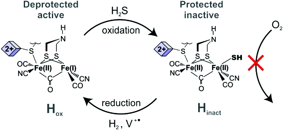 Reactivation of sulfide-protected [FeFe] hydrogenase in a redox-active ...