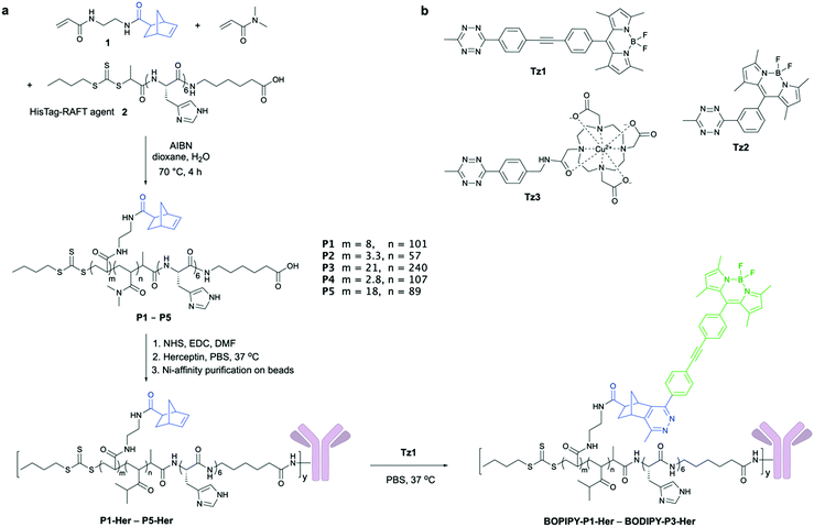 Multifunctional, histidine-tagged polymers: antibody conjugation and ...