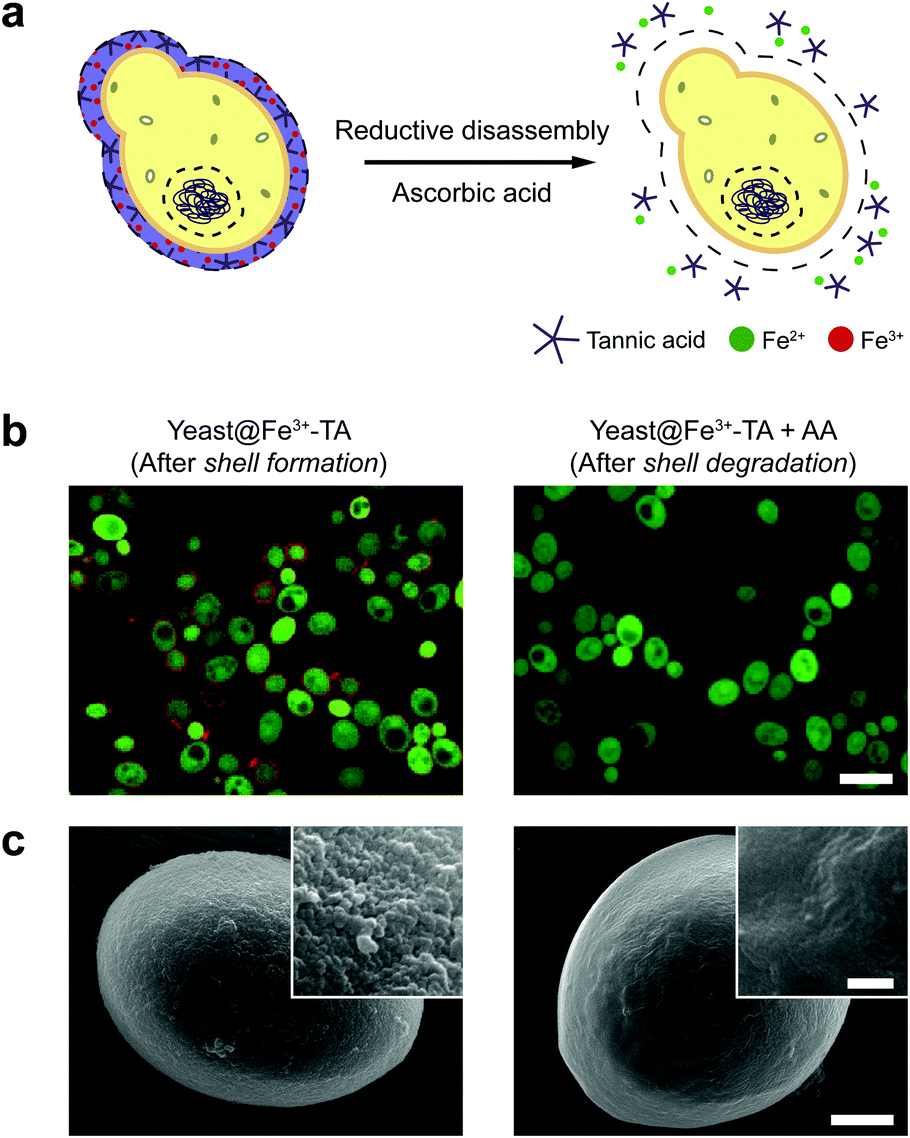 Ascorbic acid-mediated reductive disassembly of Fe 3+ -tannic acid ...