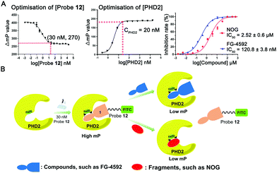 A small-molecule probe for monitoring binding to prolyl hydroxylase ...