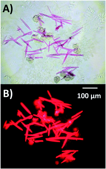 Mutation of position 5 as a crystal engineering tool for a NIR-emitting ...