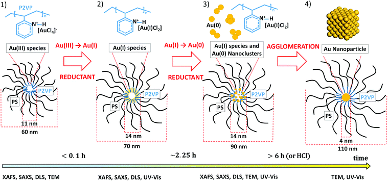 Identification of the key steps in the self-assembly of homogeneous ...
