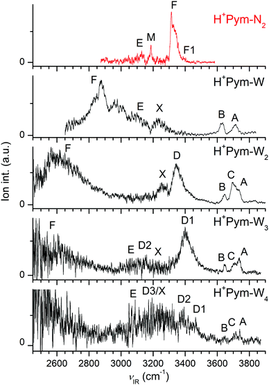 Microhydration of protonated biomolecular building blocks: protonated ...