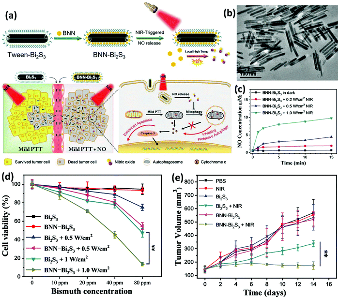 The versatile biomedical applications of bismuth-based nanoparticles ...