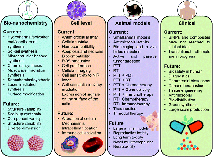 The versatile biomedical applications of bismuth-based nanoparticles ...