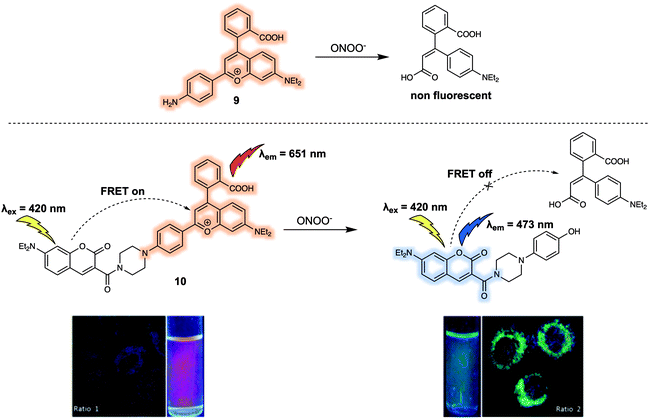 Förster resonance energy transfer (FRET)-based small-molecule sensors ...