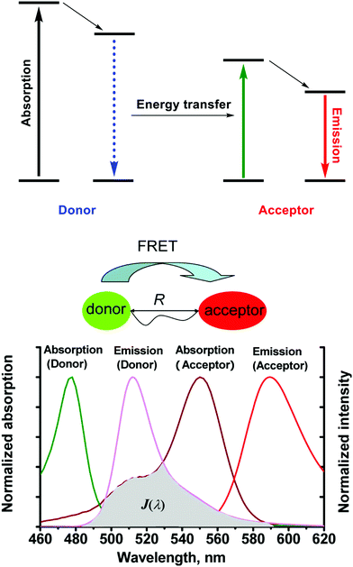 Förster resonance energy transfer (FRET)-based small-molecule sensors ...