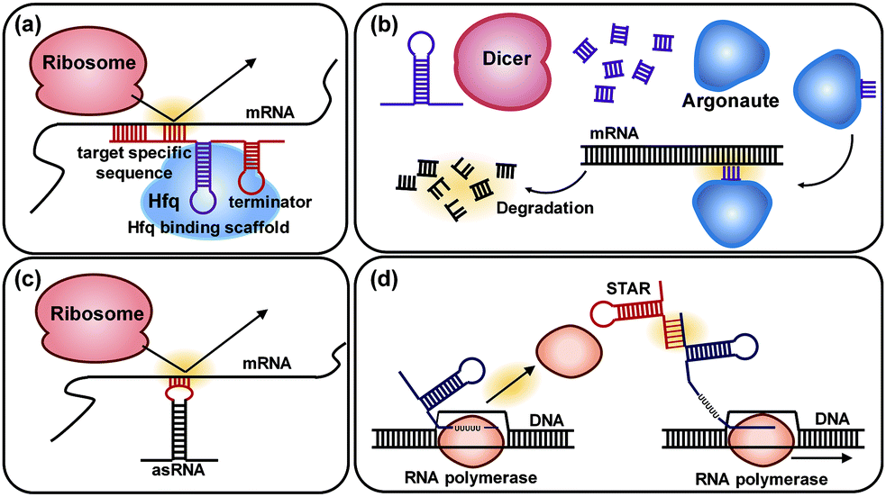 Tools and strategies of systems metabolic engineering for the development of microbial cell ...