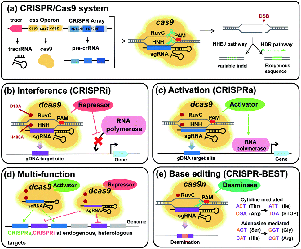 Tools and strategies of systems metabolic engineering for the development of microbial cell ...