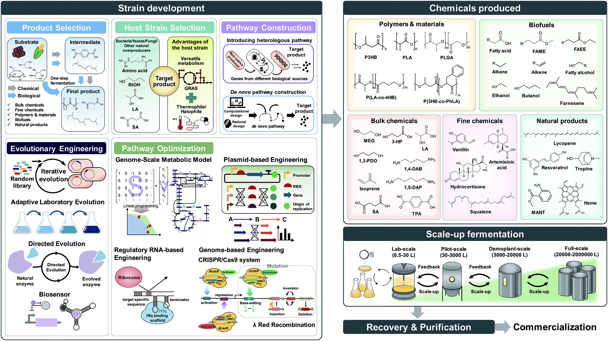 Tools and strategies of systems metabolic engineering for the development of microbial cell ...