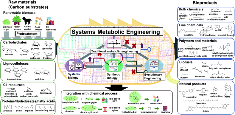 Tools and strategies of systems metabolic engineering for the ...