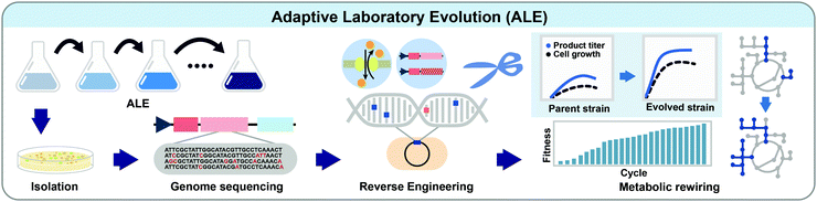Tools and strategies of systems metabolic engineering for the ...