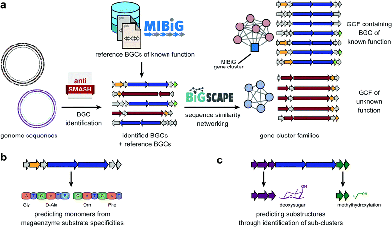 Linking genomics and metabolomics to chart specialized metabolic ...