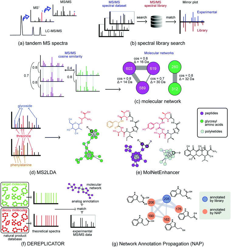 Linking genomics and metabolomics to chart specialized metabolic ...