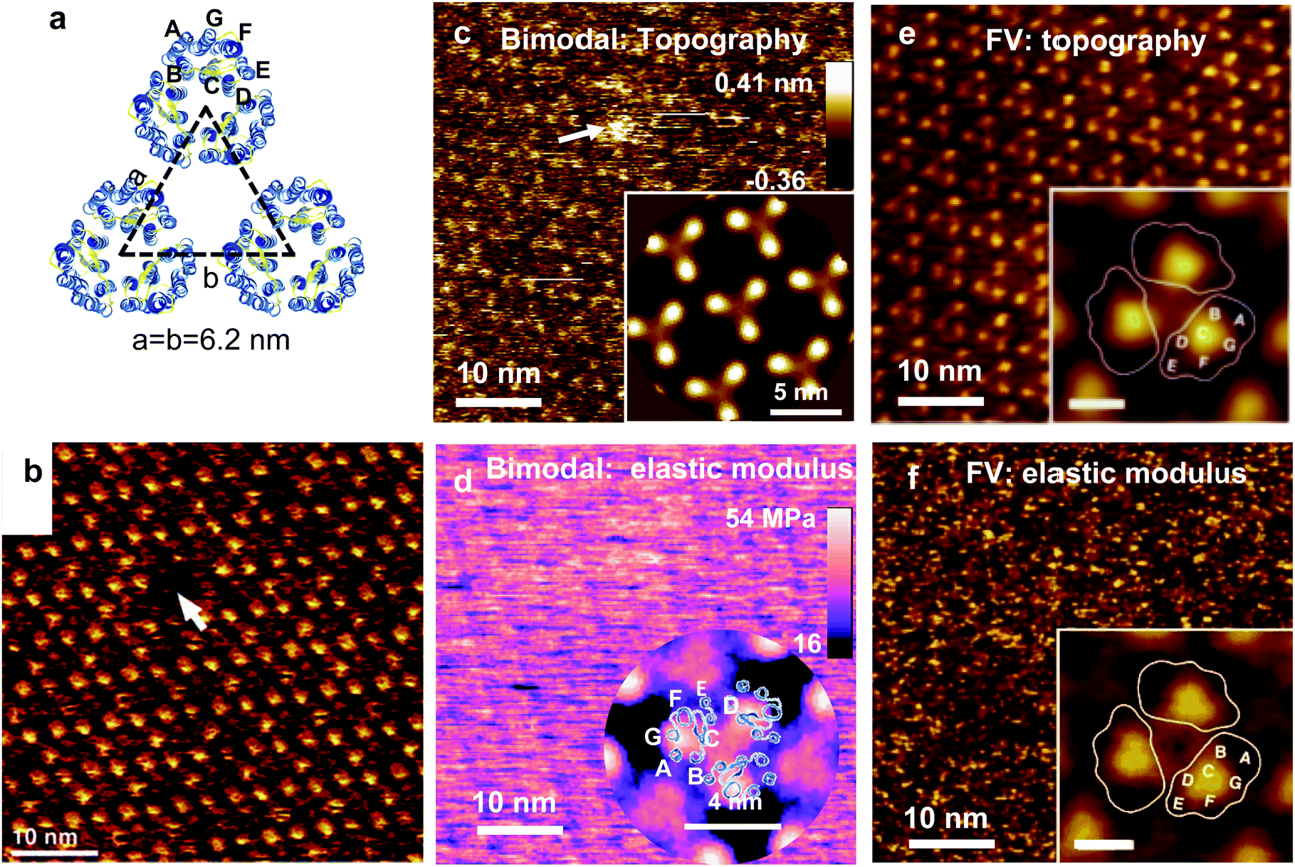 Nanomechanical mapping of soft materials with the atomic force ...