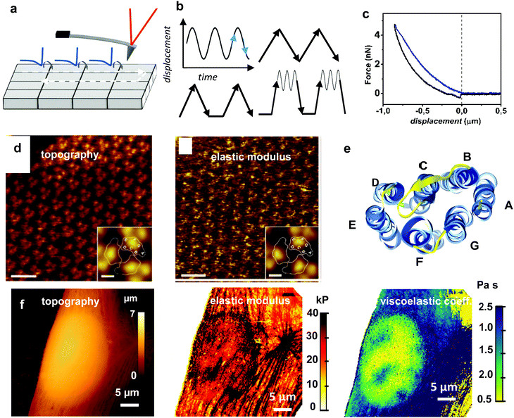 Nanomechanical mapping of soft materials with the atomic force ...