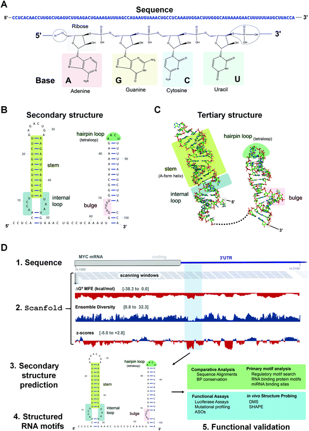 Design of small molecules targeting RNA structure from sequence ...