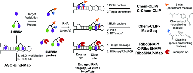 Design of small molecules targeting RNA structure from sequence ...