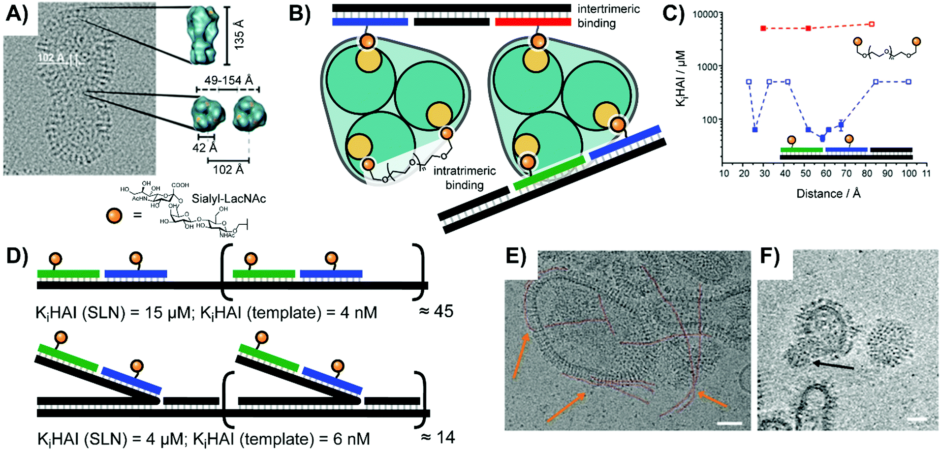 Nucleic acid constructs for the interrogation of multivalent protein ...