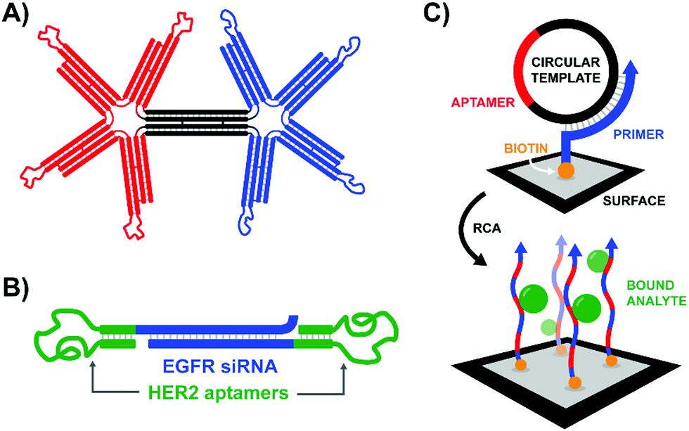 Nucleic acid constructs for the interrogation of multivalent protein ...