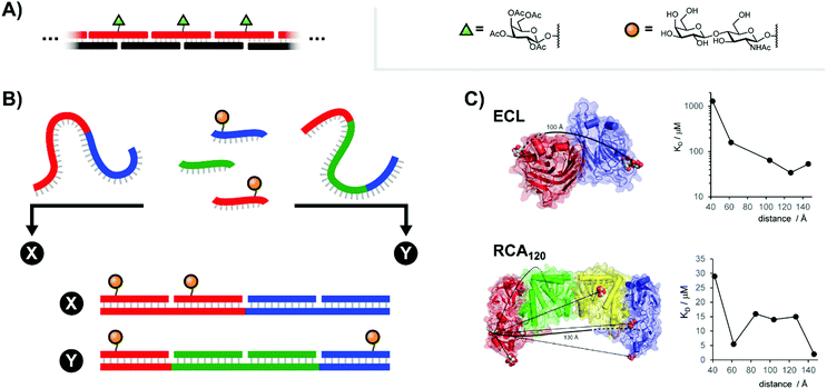 Nucleic acid constructs for the interrogation of multivalent protein ...