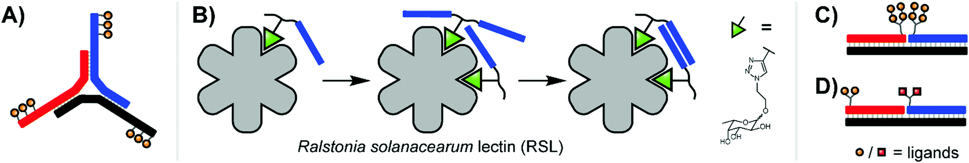 Nucleic acid constructs for the interrogation of multivalent protein ...