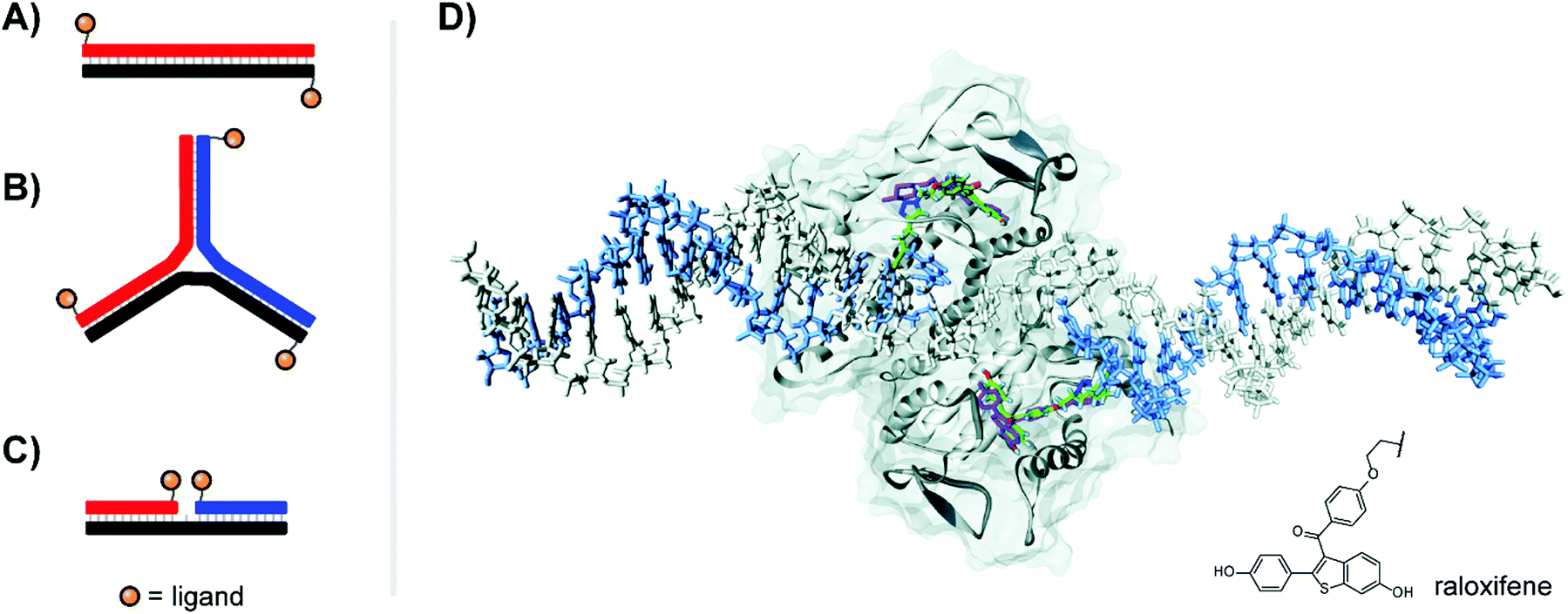 Nucleic acid constructs for the interrogation of multivalent protein ...
