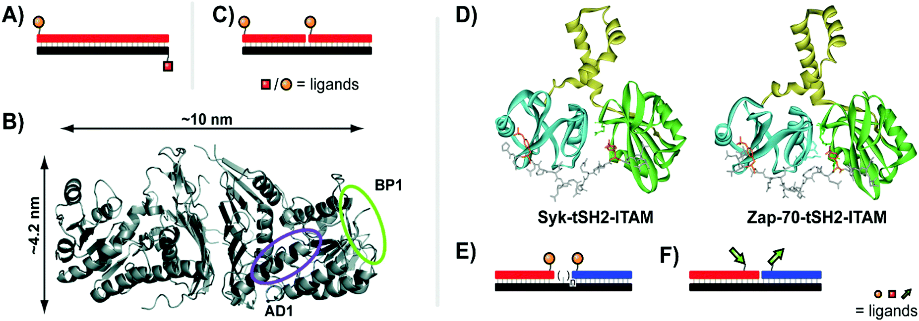 Nucleic acid constructs for the interrogation of multivalent protein ...